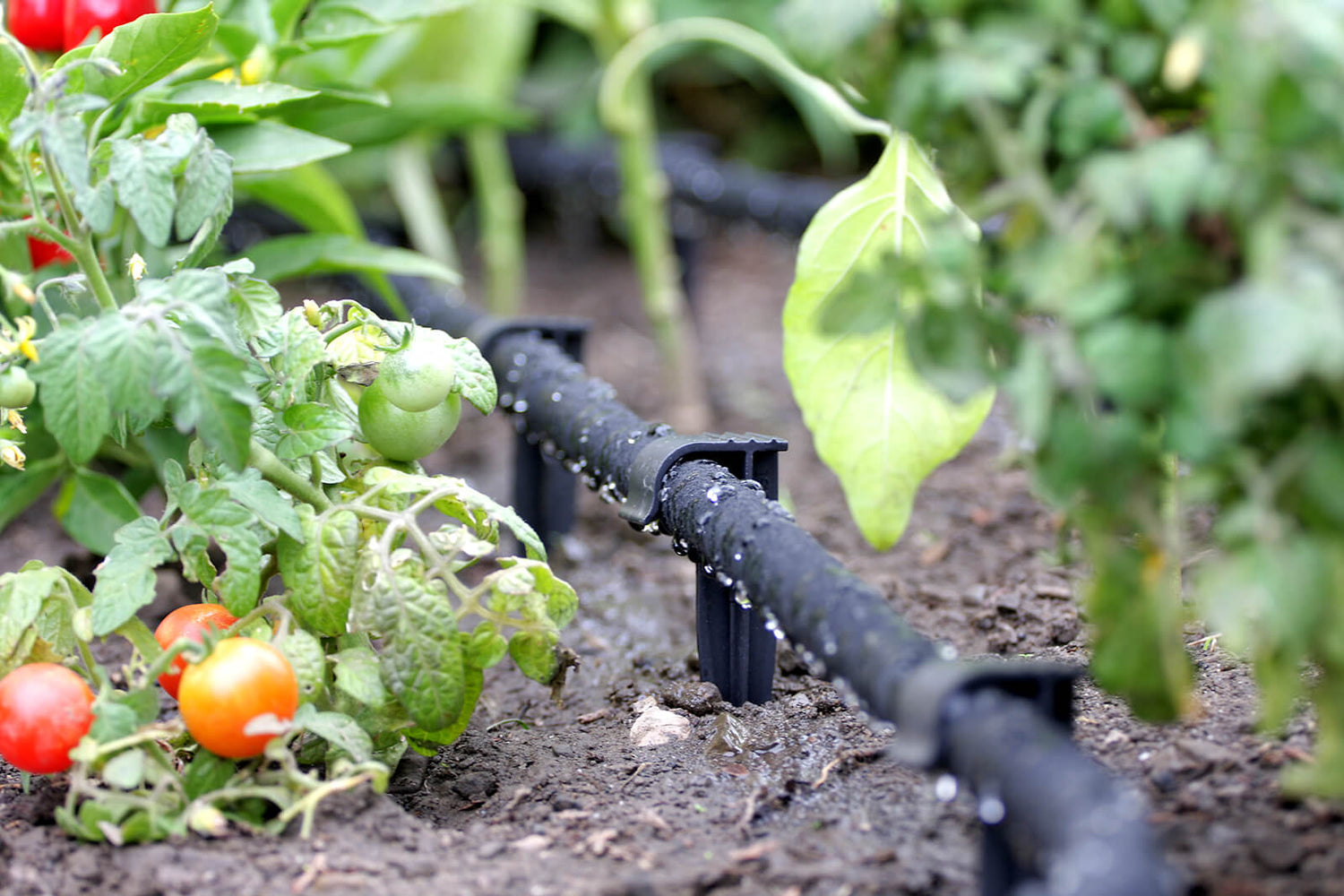 GARDENIX: Decorative Lawn Edging | Securing Pegs for Weed Barrier